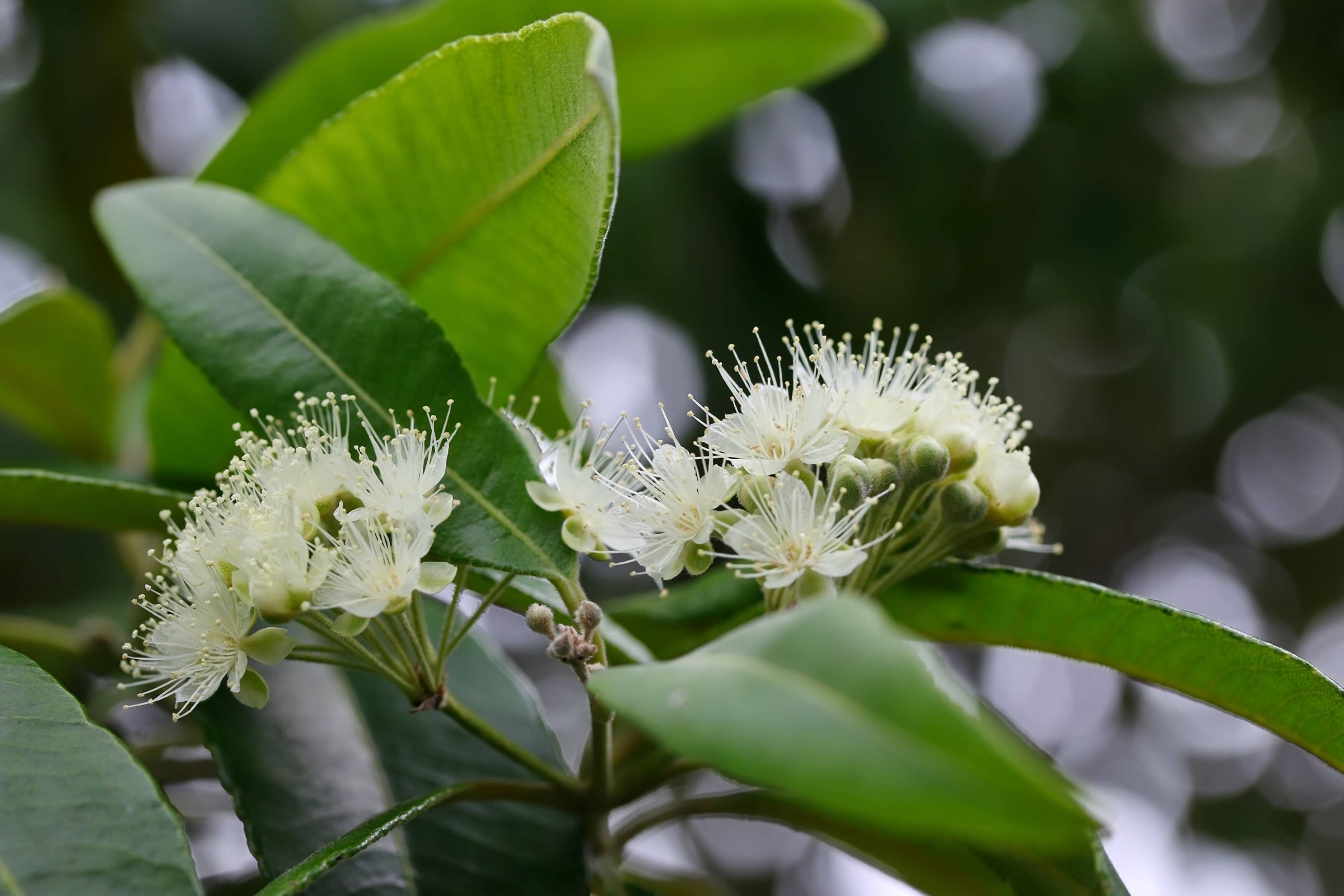 Lemon Myrtle Trees Brisbane | Backhousia citriodora for Sale | The Tree ...