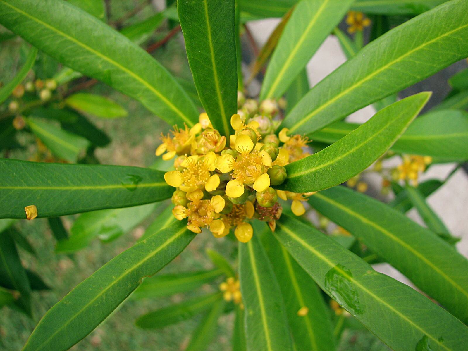 Tristaniopsis laurina ‘LUSCIOUS’ (Luscious Water Gum) | The Tree Co Farm